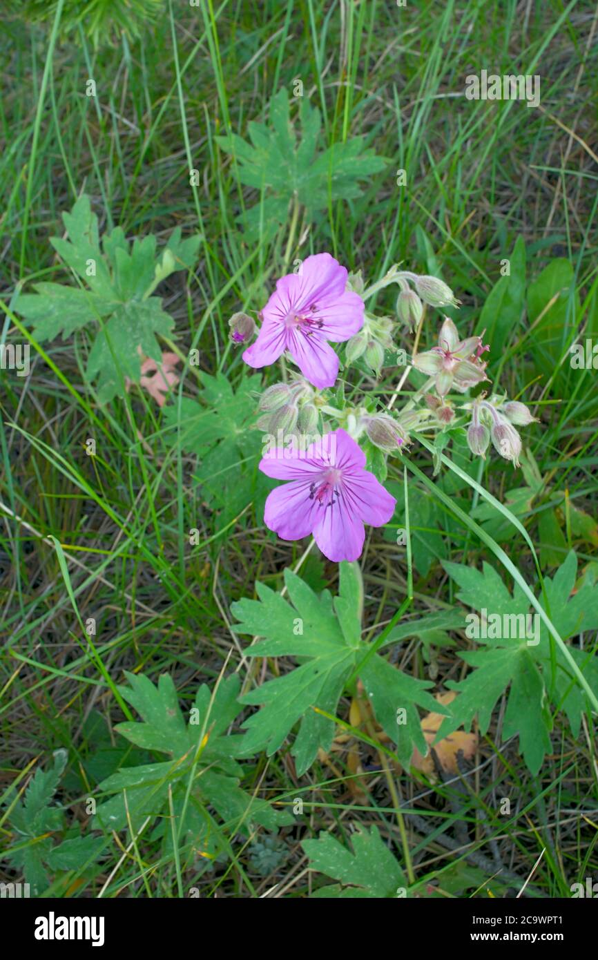 Yellowstone national park photos hi-res stock photography and images ...