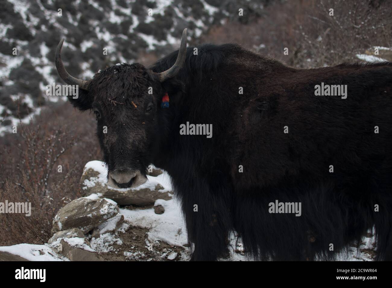 Brown yak in the snowy mountains nearby Ledar village, trekking ...