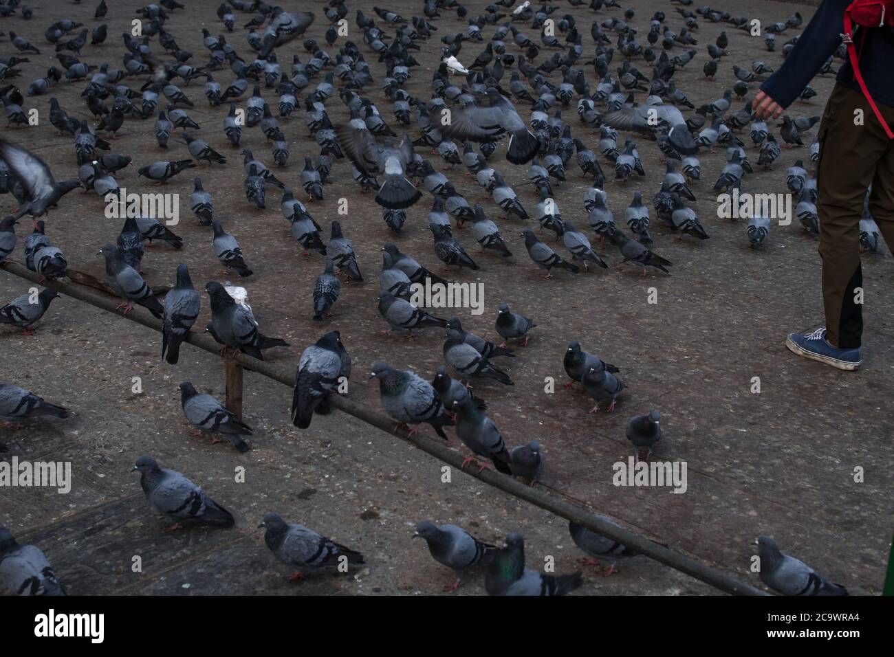A young man scaring many pigeons by walking at them at a central square ...