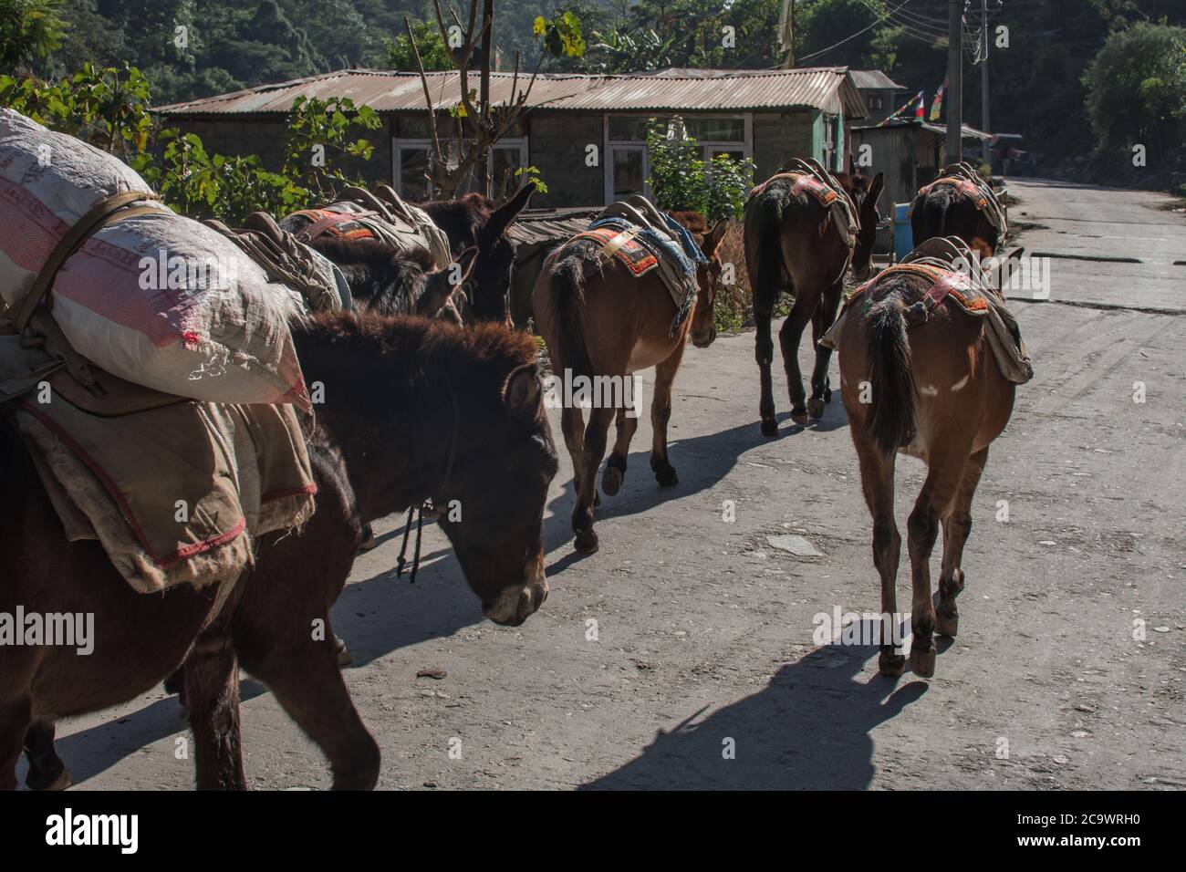 Donkey walking on road hi-res stock photography and images - Alamy