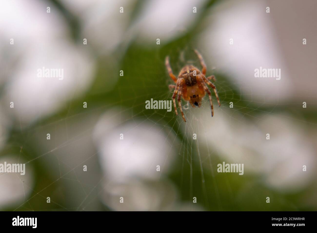 Small, brown spider, sleeping in his webb at my parents garden Stock ...