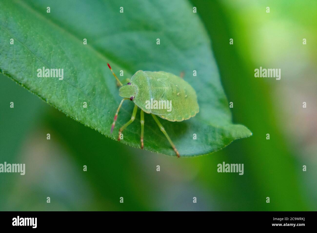 Rhaphigaster nebulosa, smelly bug standing on the green leaf in my ...