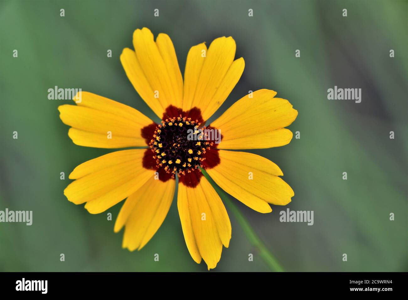 Calliopsis tickseed hi-res stock photography and images - Alamy