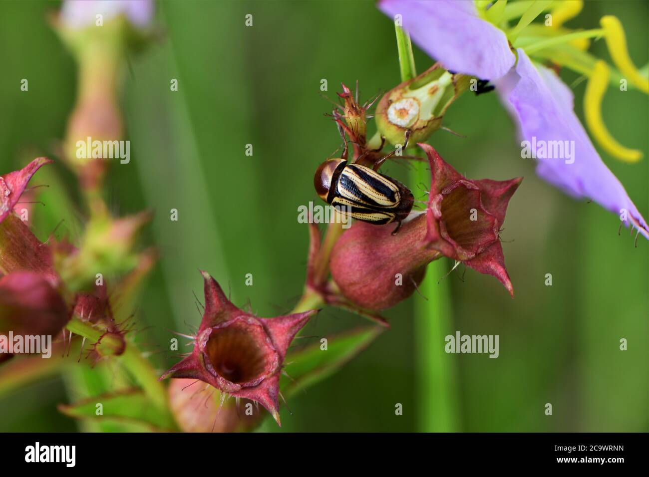 Small brown striped beetle Stock Photo - Alamy