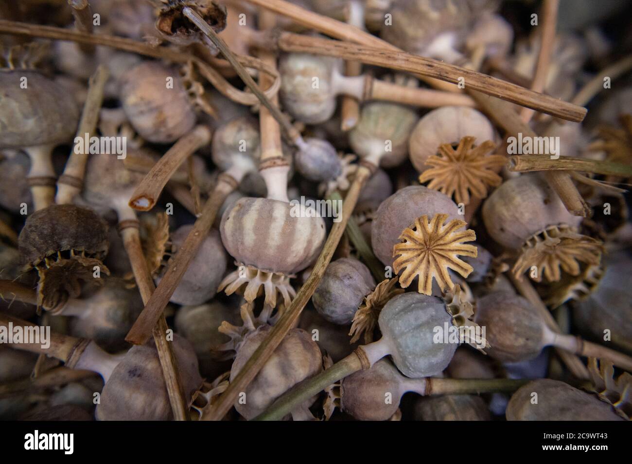 Beautiful, dried poppy seed capsules, collected from my parents garden ...