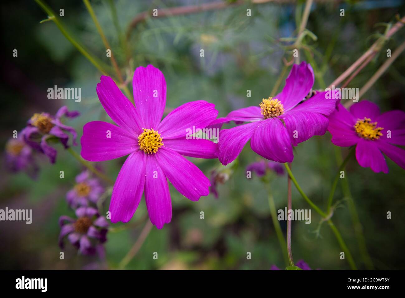 Three beautiful, self grown daisy cosmos flowers, growing in straight ...