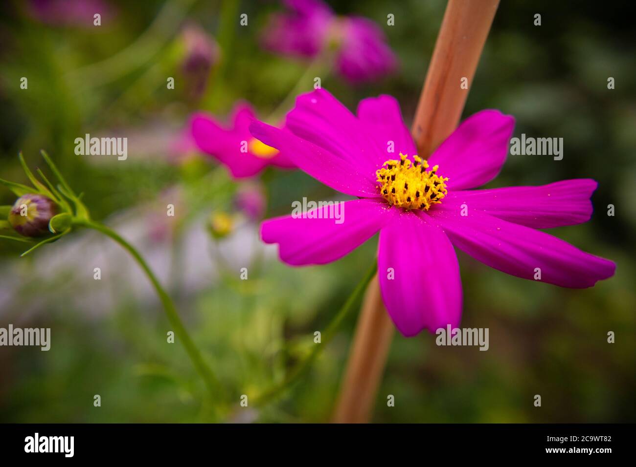 Beautiful pink and purple cosmos, daisy like flower, growing in my ...