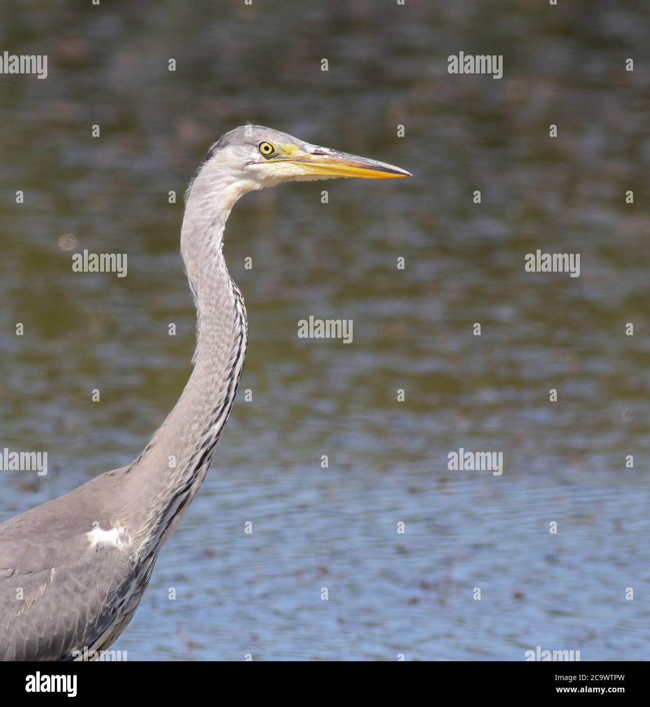 Grey Heron fishing at Spurn peninsular Stock Photo - Alamy