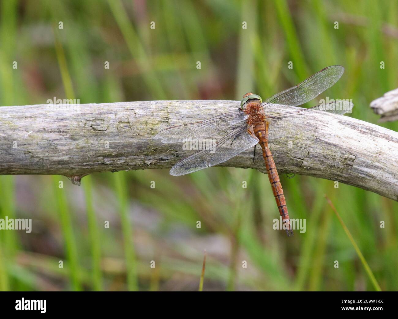 Norfolk hawker dragonfly norfolk hi-res stock photography and images ...