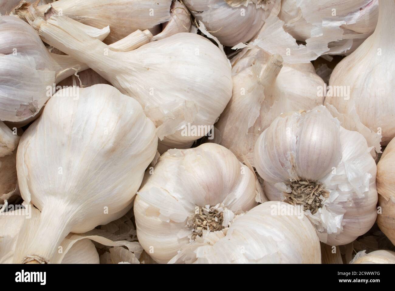 White garlic pile texture. Fresh garlic on market table closeup photo ...