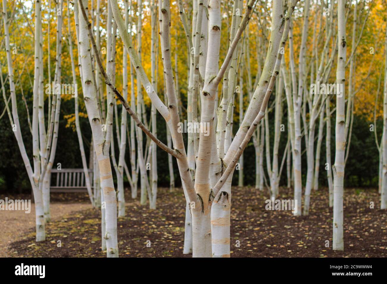 Silver birch grove hi-res stock photography and images - Alamy