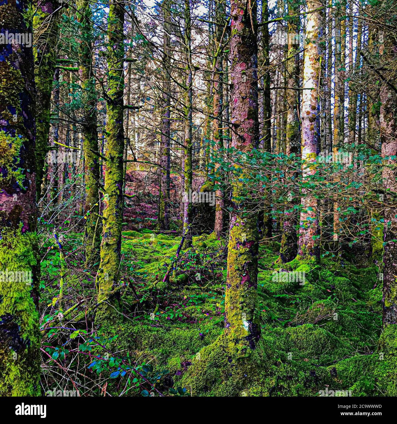 Skye an forest hi-res stock photography and images - Alamy