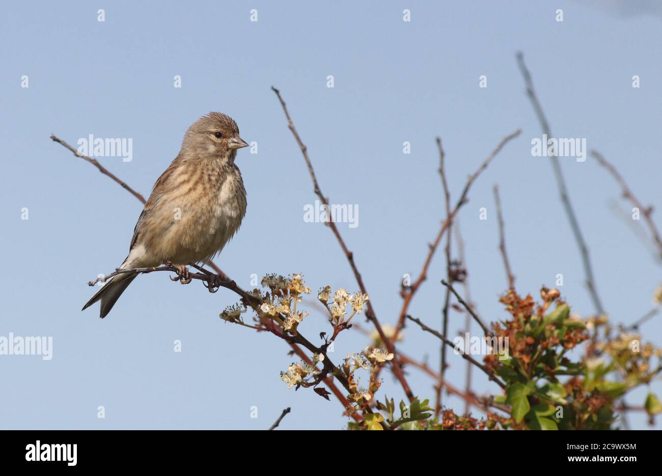 Spurn birds hi-res stock photography and images - Alamy
