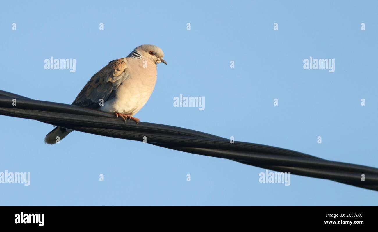 Dove species hi-res stock photography and images - Alamy