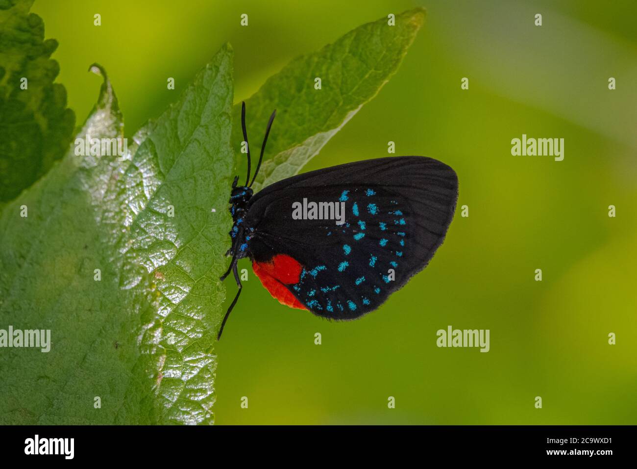 Atala hi-res stock photography and images - Alamy