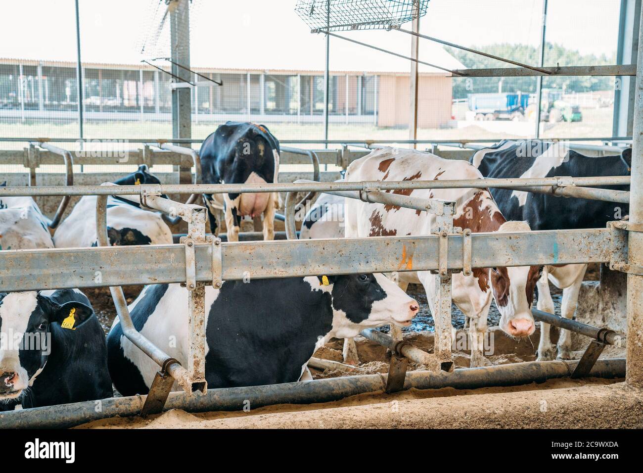 Cows in barn in dairy farm. Industrial breeding cattle Stock Photo - Alamy