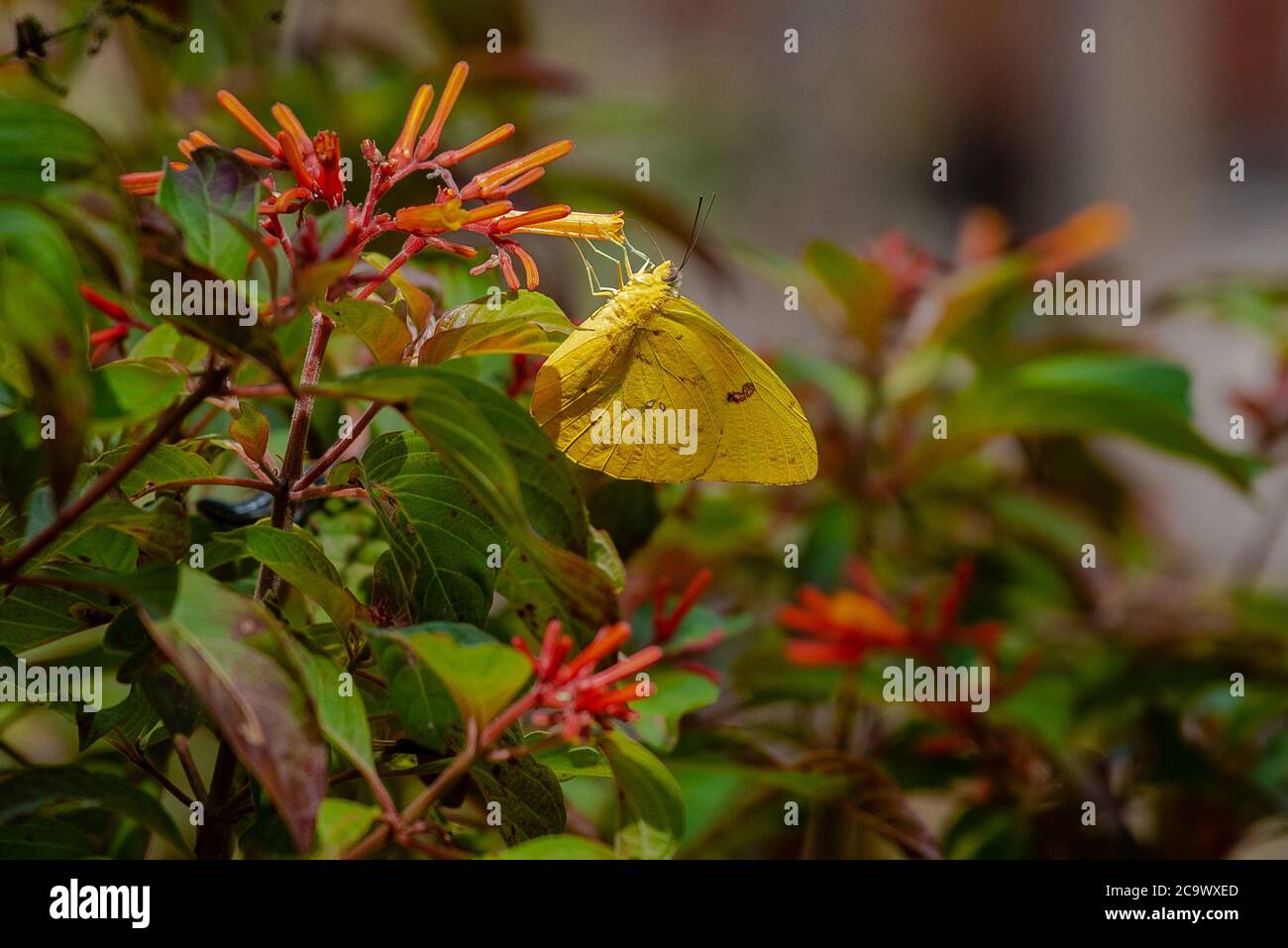Orange-barred Sulpher Butterfly gathering nectae from a Southern ...