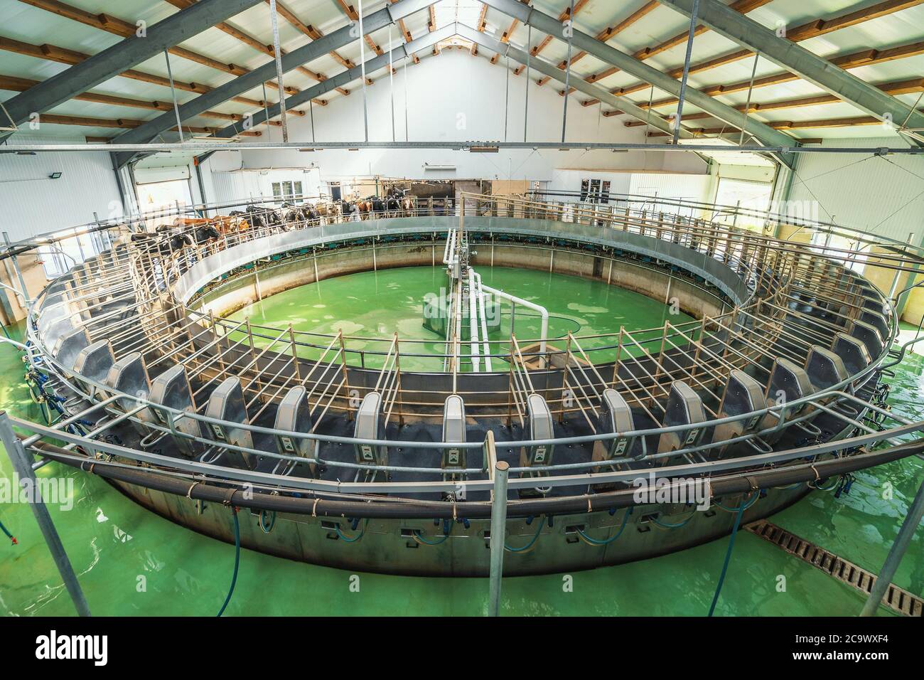 Cows on round rotary machine for milking in dairy farm. Industrial milk ...