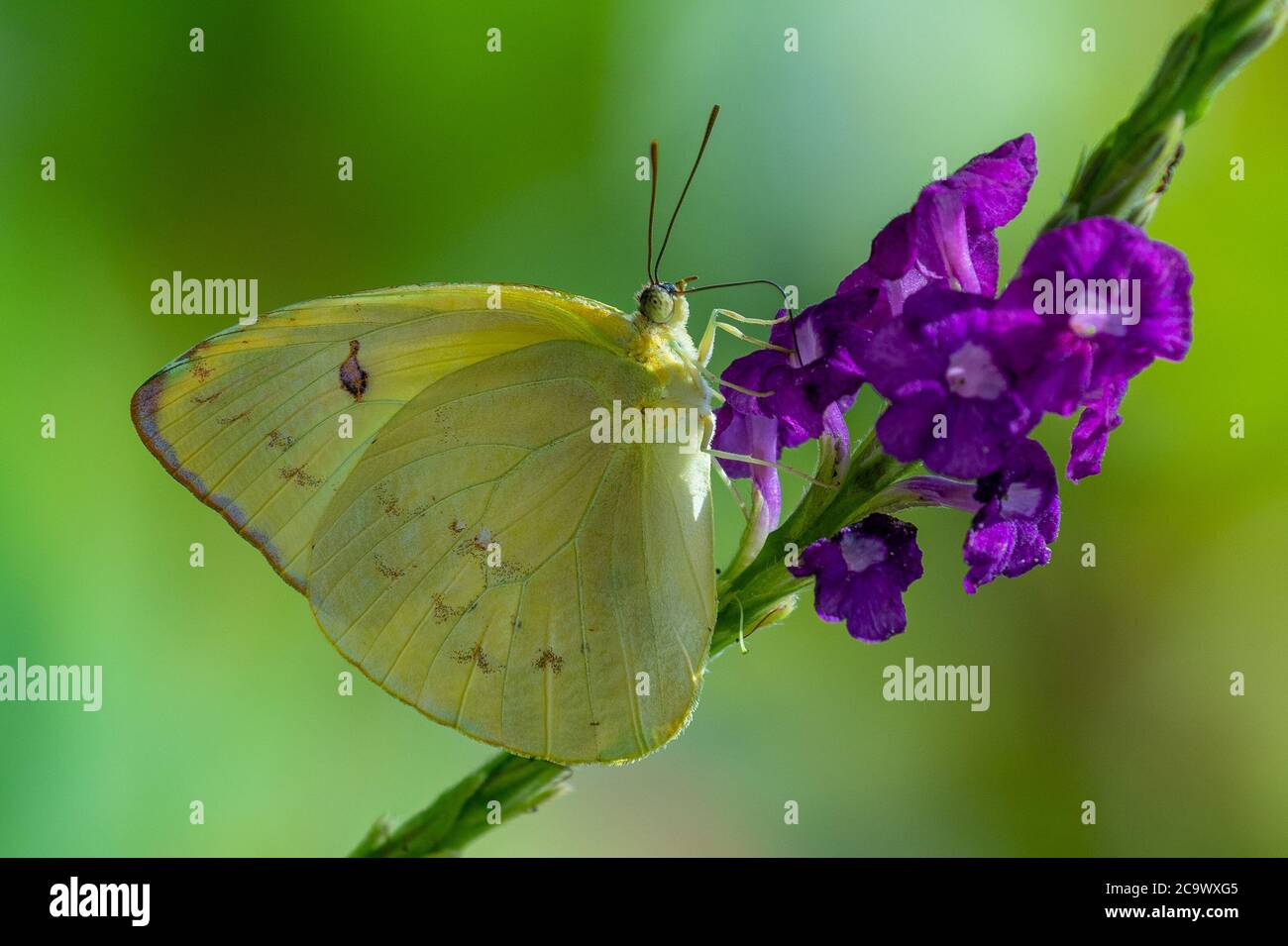 Pale Clouded Yellow Butterfly getting nectar from a purple flower Stock ...
