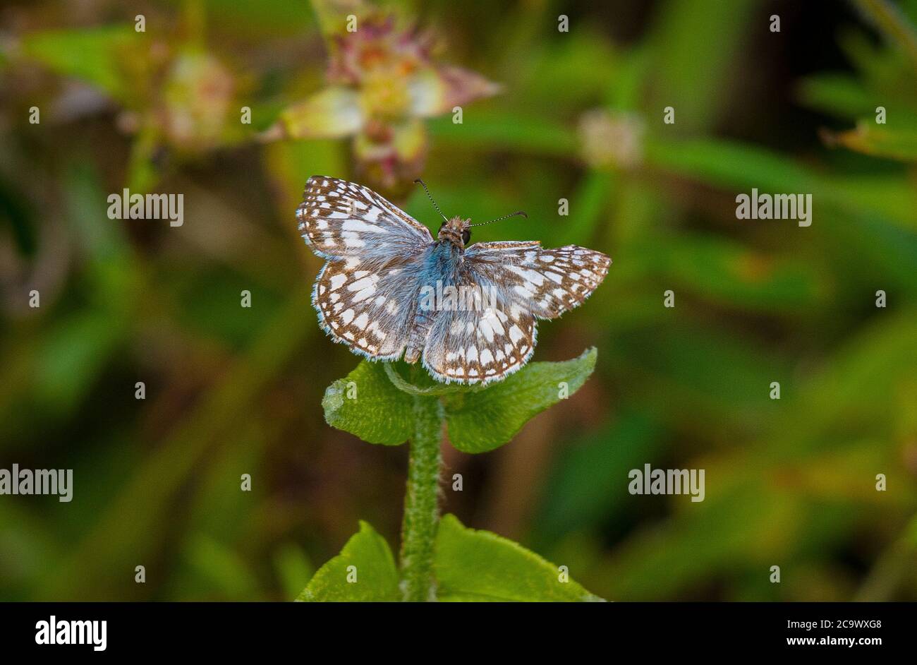 Tropical Checkered Skipper Butterfly resting on a plant Stock Photo - Alamy
