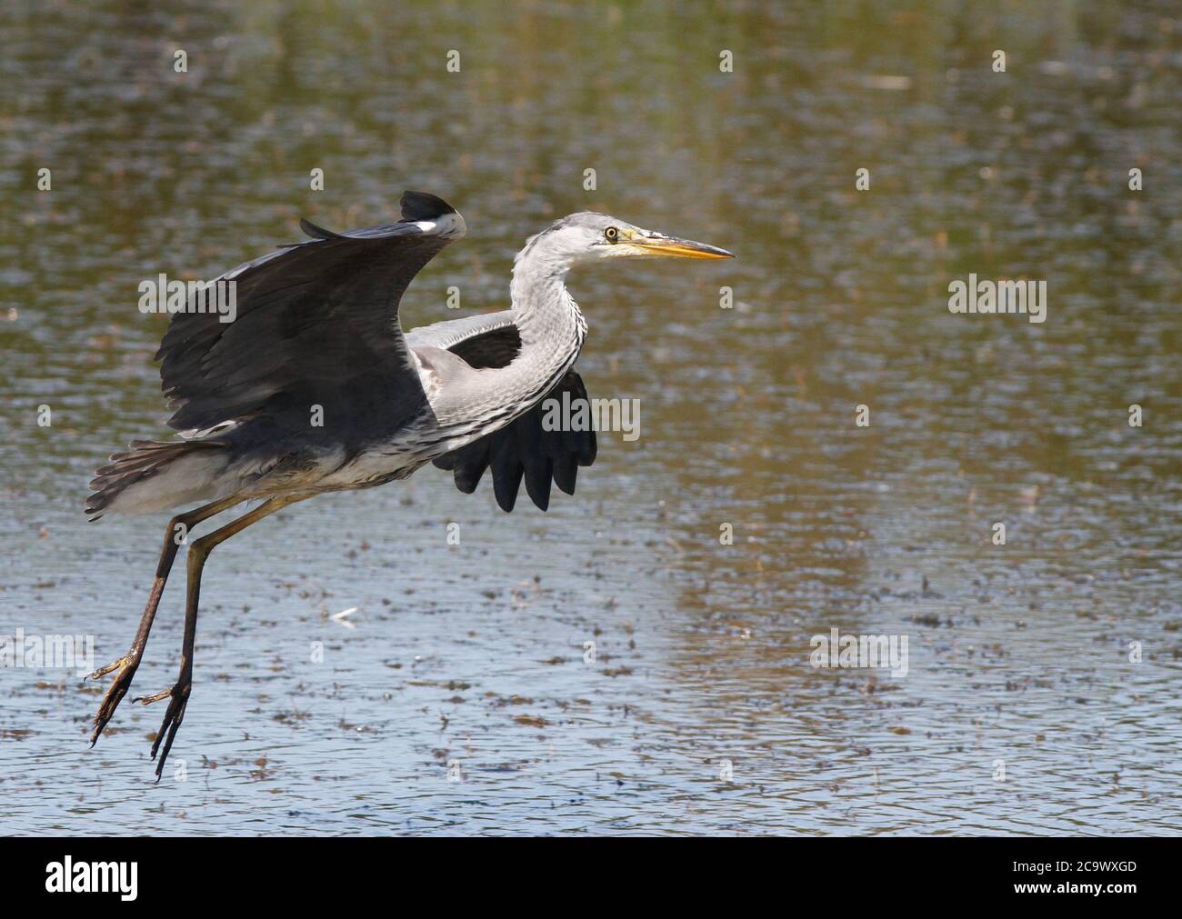 Heron birds hi-res stock photography and images - Alamy