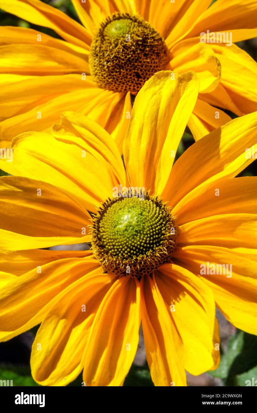 Rudbeckia hirta amarillo hi-res stock photography and images - Alamy