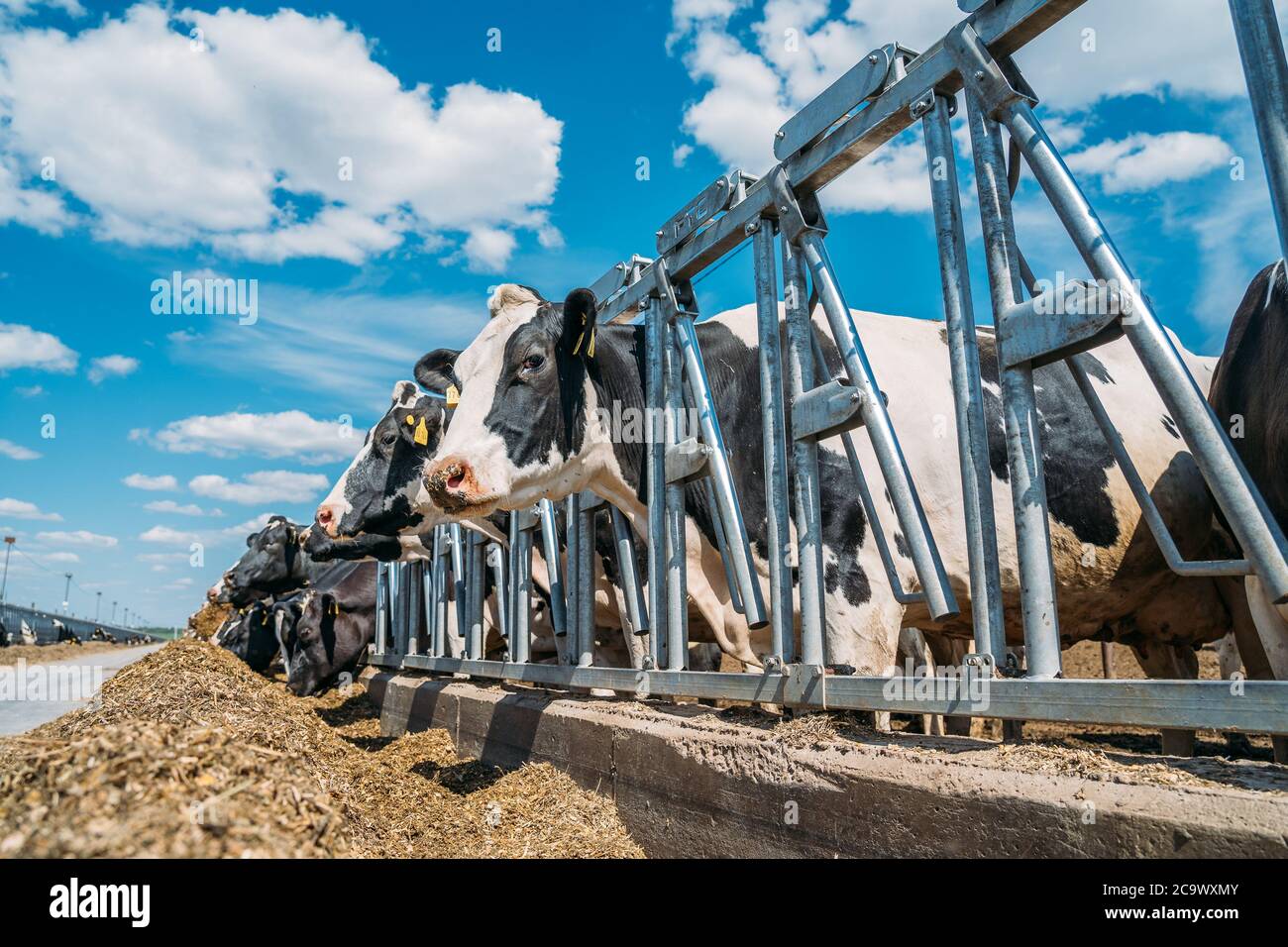 Outdoor cattle breeding hi-res stock photography and images - Alamy