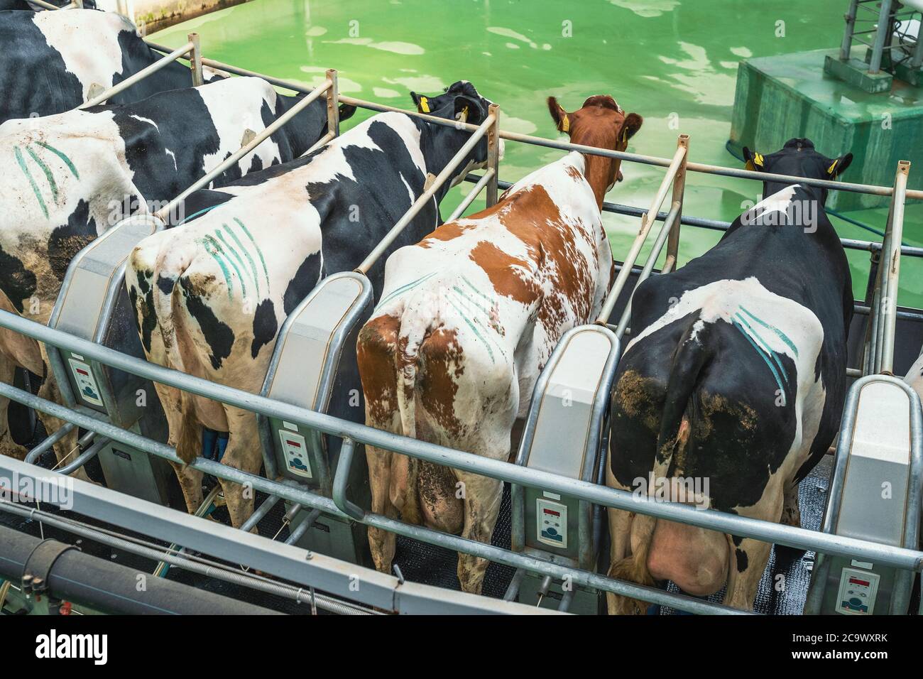 Cow Milk Production Process