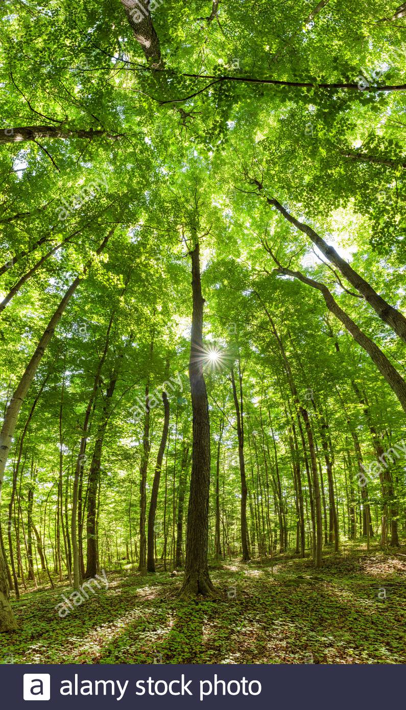 Tree Canopy From Below High Resolution Stock Photography and Images - Alamy