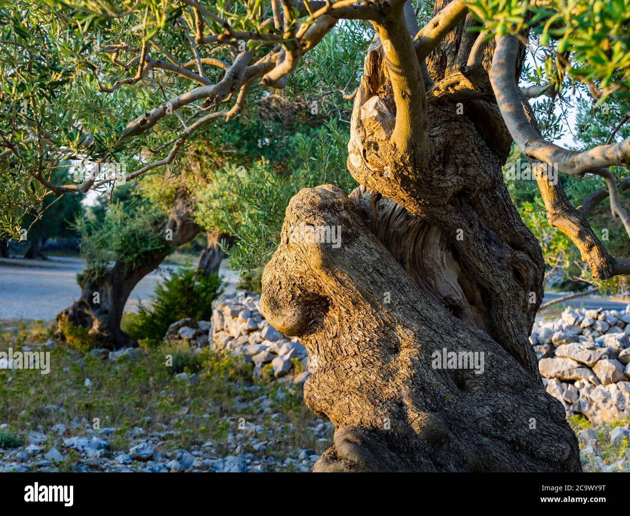 Lunjski maslinici olive trees of lun hi-res stock photography and ...