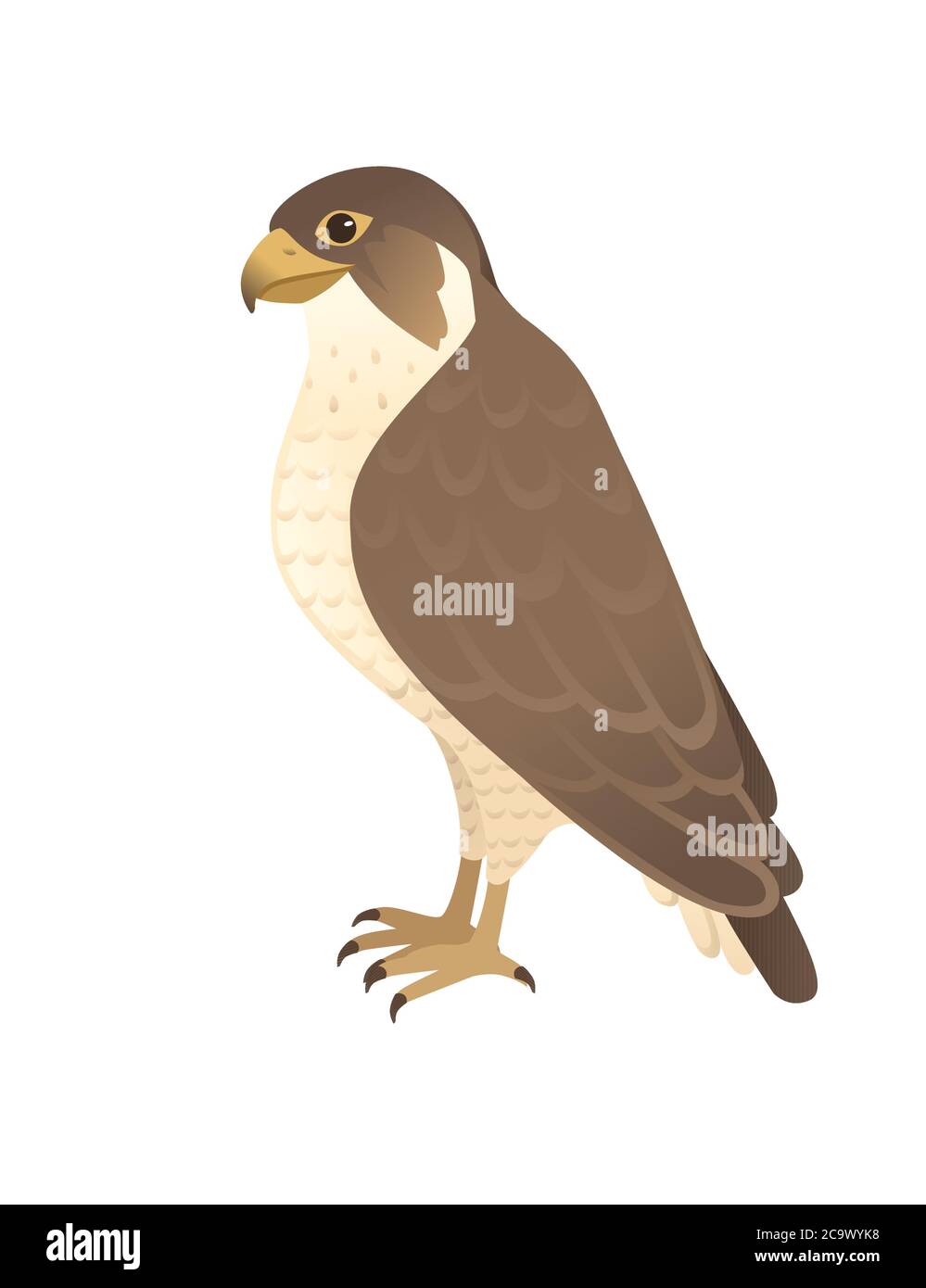 Predatory bird cute adult falcon cartoon animal design birds of prey ...