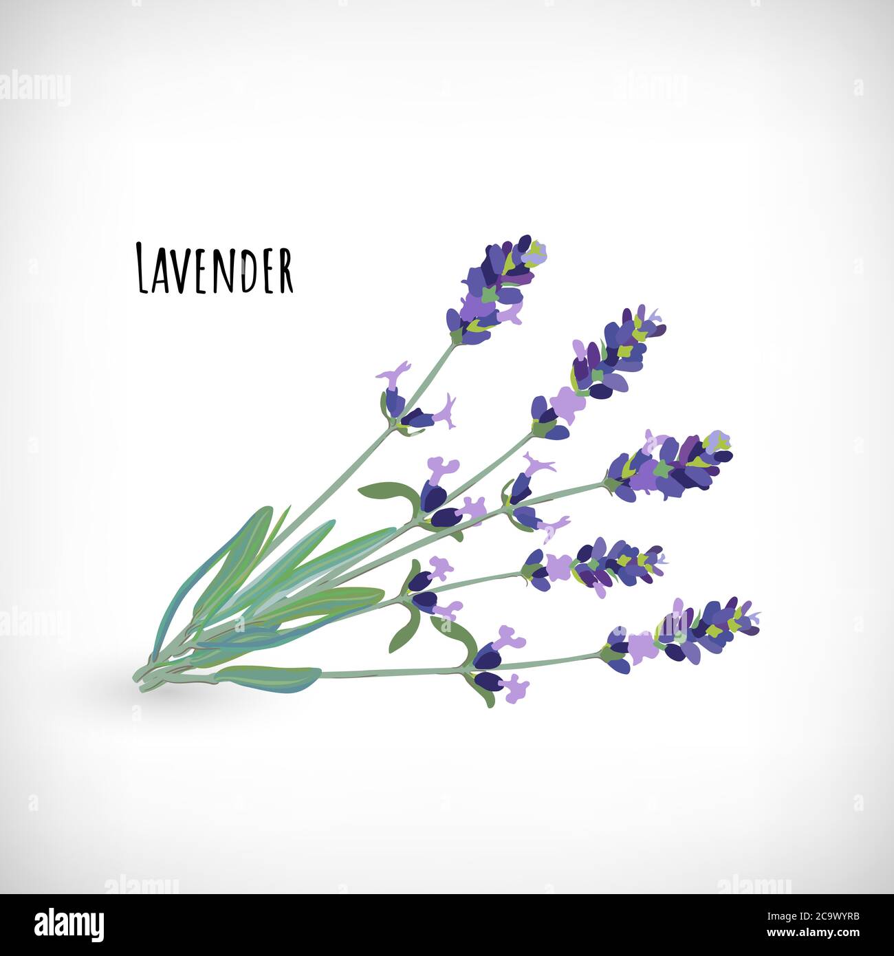 Lavender flowers isolated on white background. Lavender twig hand drawn ...