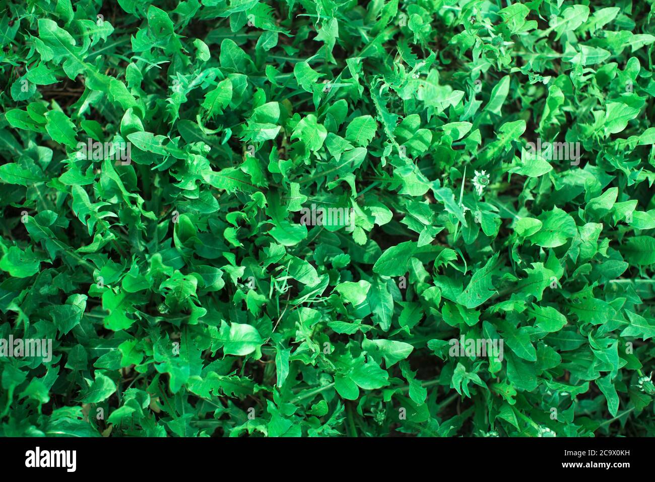 Greenery texture of the Green grass close-up Stock Photo - Alamy