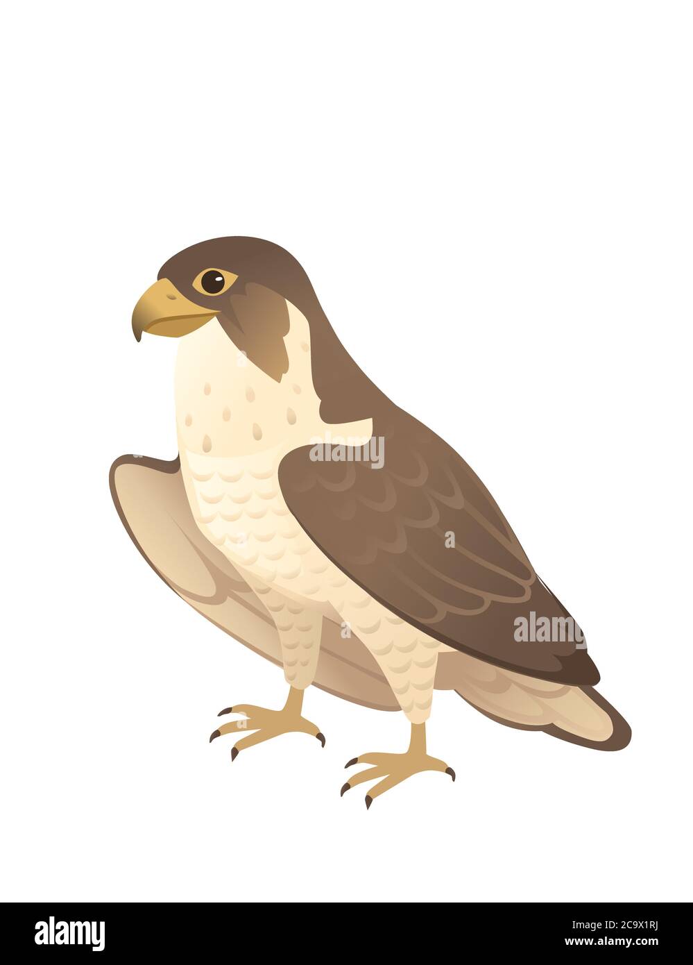 Predatory bird cute adult falcon cartoon animal design birds of prey ...