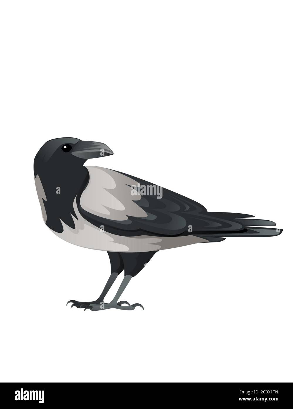 Predatory bird adult black and gray crow cartoon animal design birds of ...