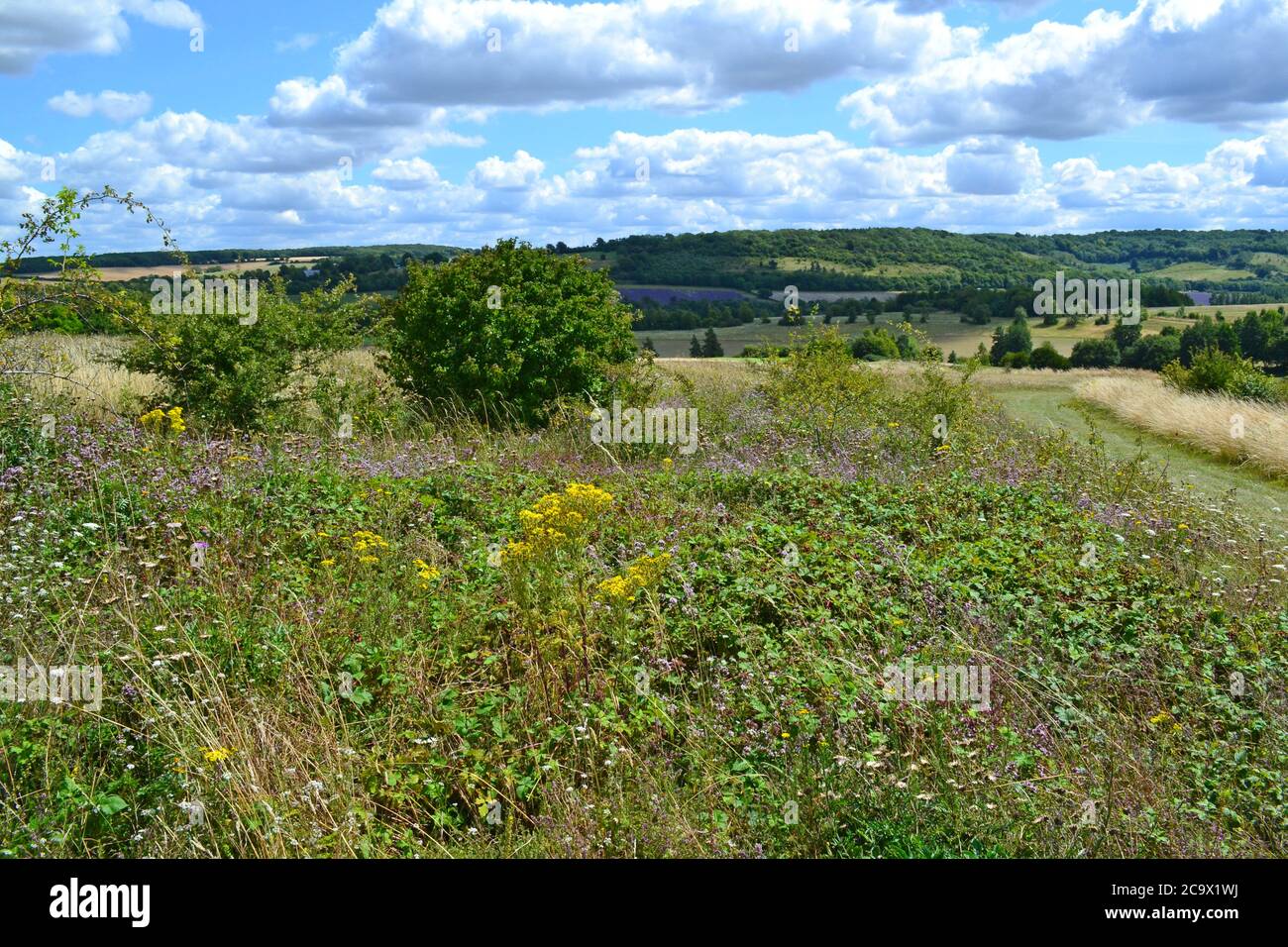 Rewilded river hi-res stock photography and images - Alamy