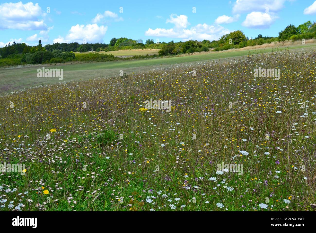 Rewilded river hi-res stock photography and images - Alamy