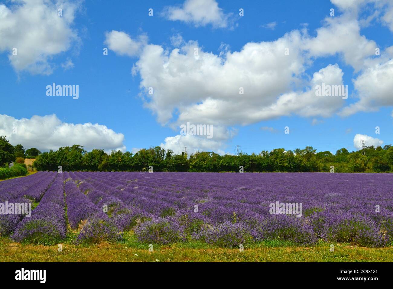 Rewilded river hi-res stock photography and images - Alamy