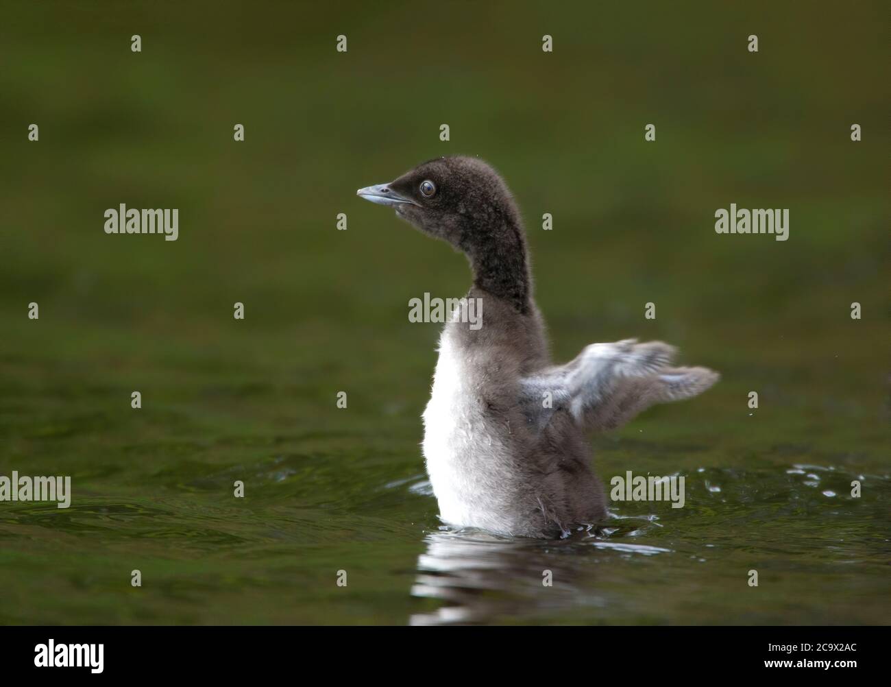 Young Common Loon Chick Flapping Wings Stock Photo - Alamy