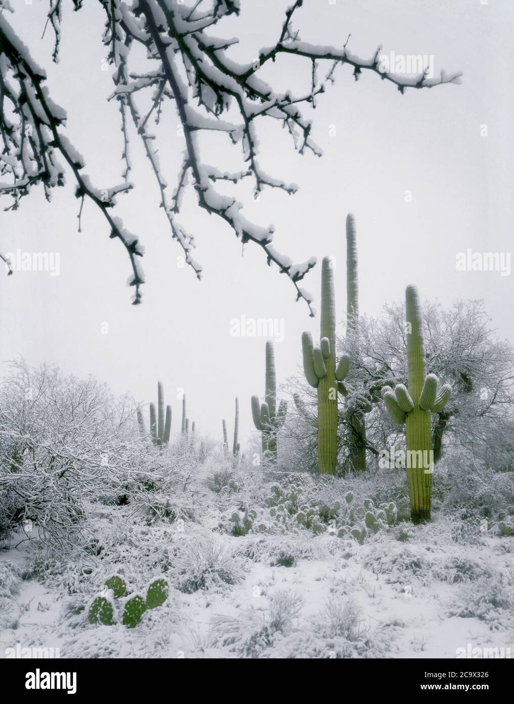 Northeast of tucson hi-res stock photography and images - Alamy