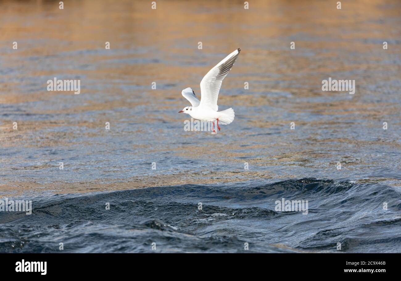The Mediterranean gull flies at sunrise over blue moving waters, by day ...