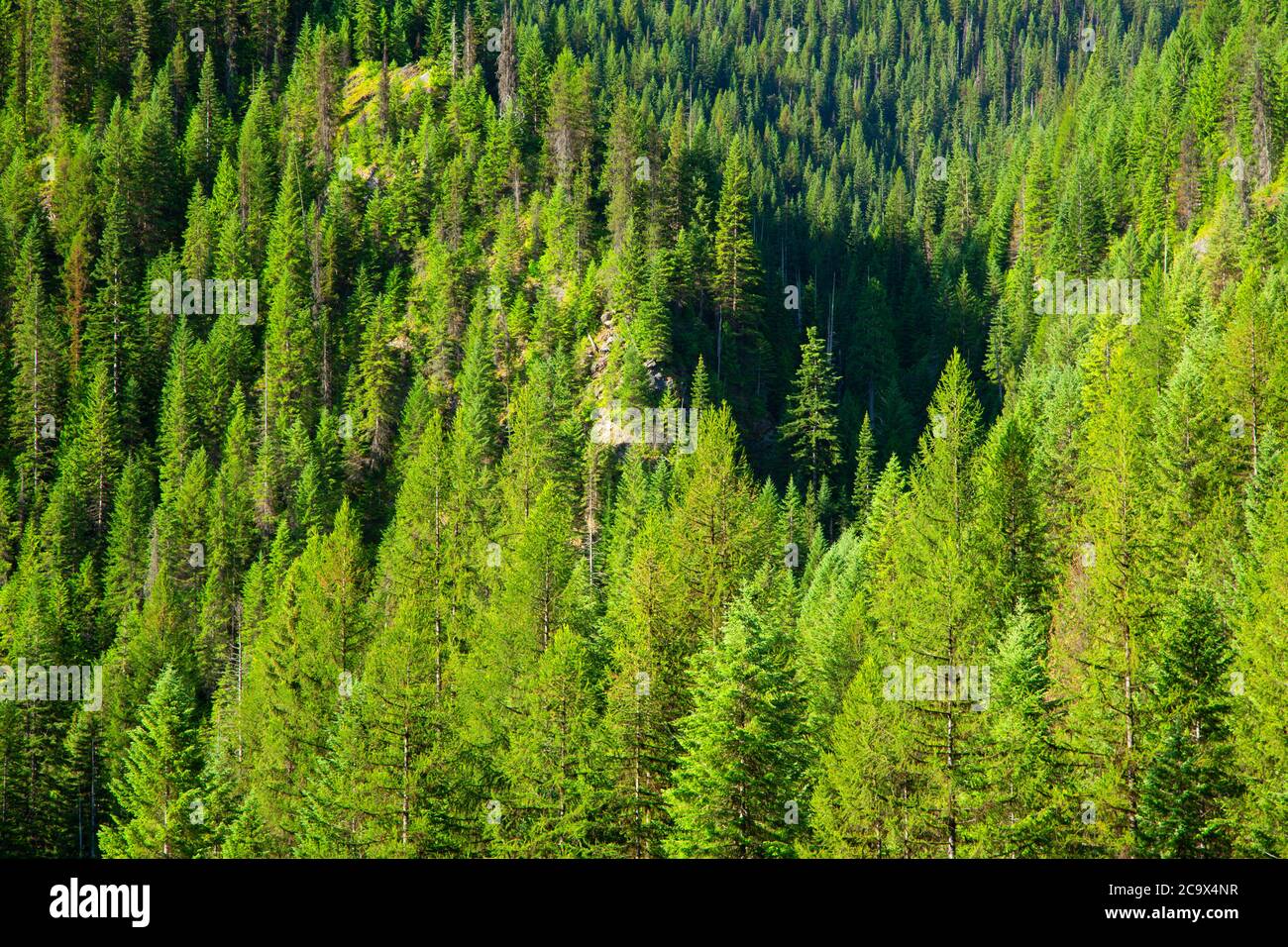 Canyon forest, St. Joe Wild and Scenic River, St. Joe National Forest ...