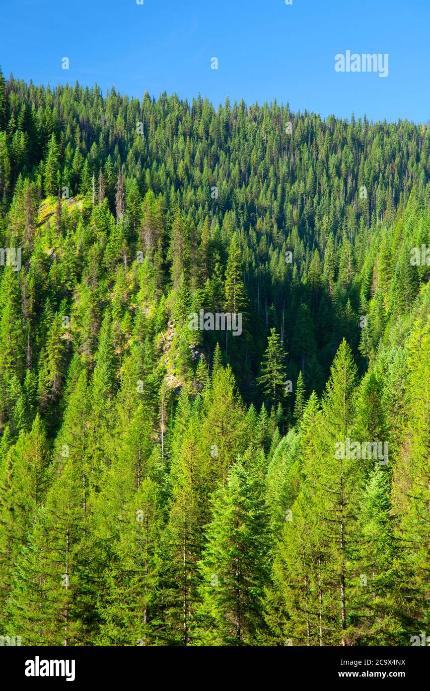 Canyon forest, St. Joe Wild and Scenic River, St. Joe National Forest ...