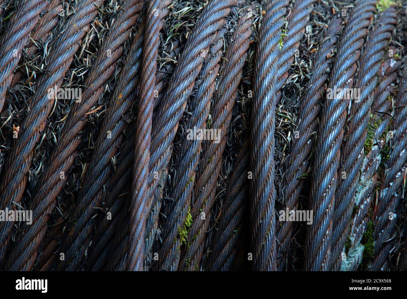 Steam donkey cable along Hobo Creek Historic Trail, St. Joe National ...