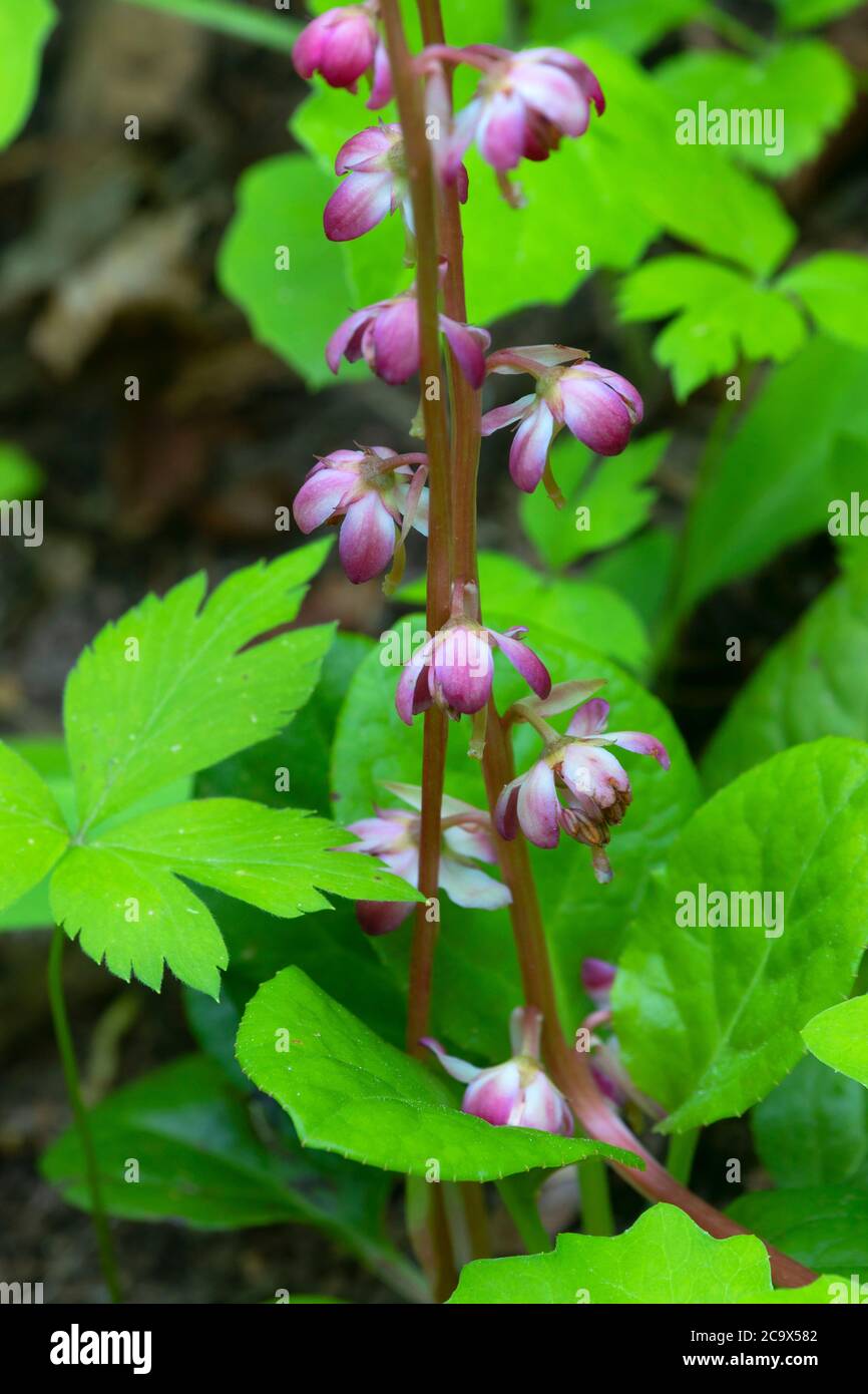 Pink pyrola (Pyrola asarifolia) along Hobo Cedar Grove Trail, St. Joe ...