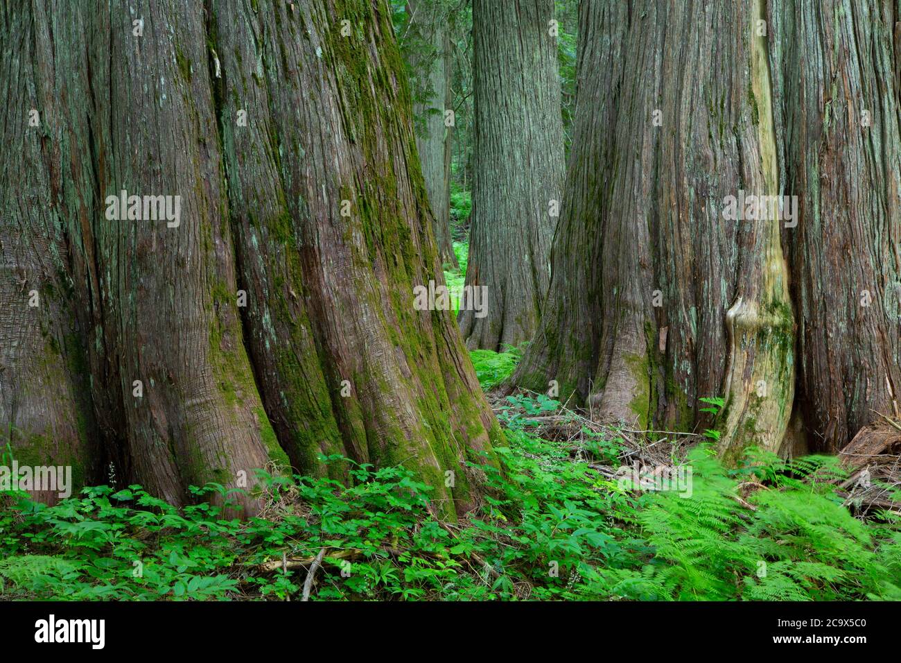 Western red cedar along Hobo Cedar Grove Trail, St. Joe National Forest ...