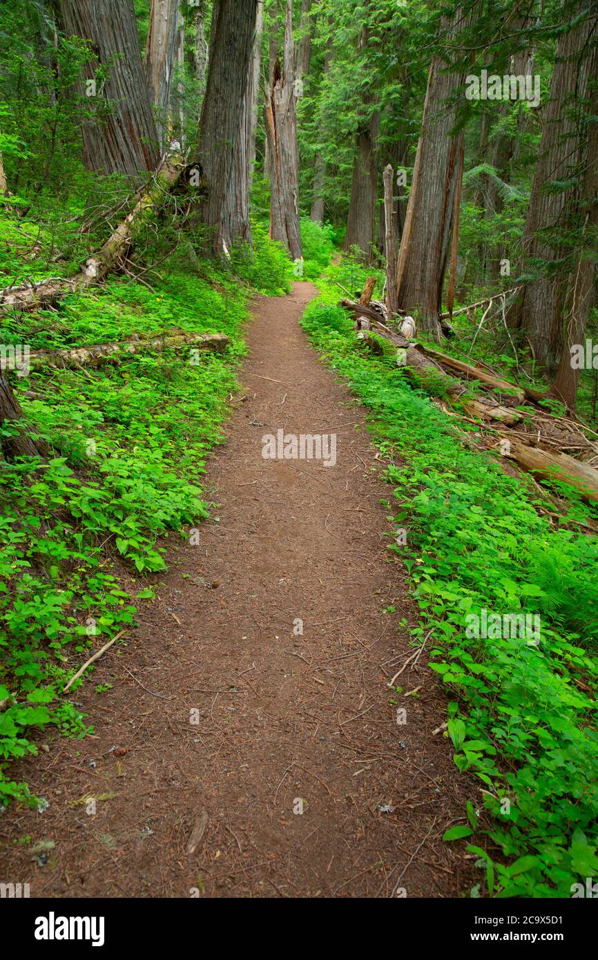 Hobo Cedar Grove Trail, St. Joe National Forest, Idaho Stock Photo - Alamy