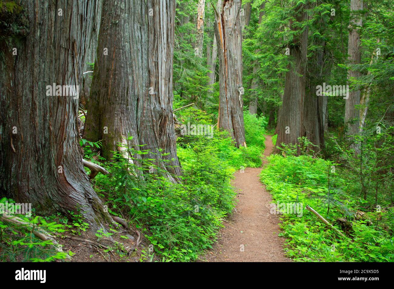 Clarkia idaho hi-res stock photography and images - Alamy