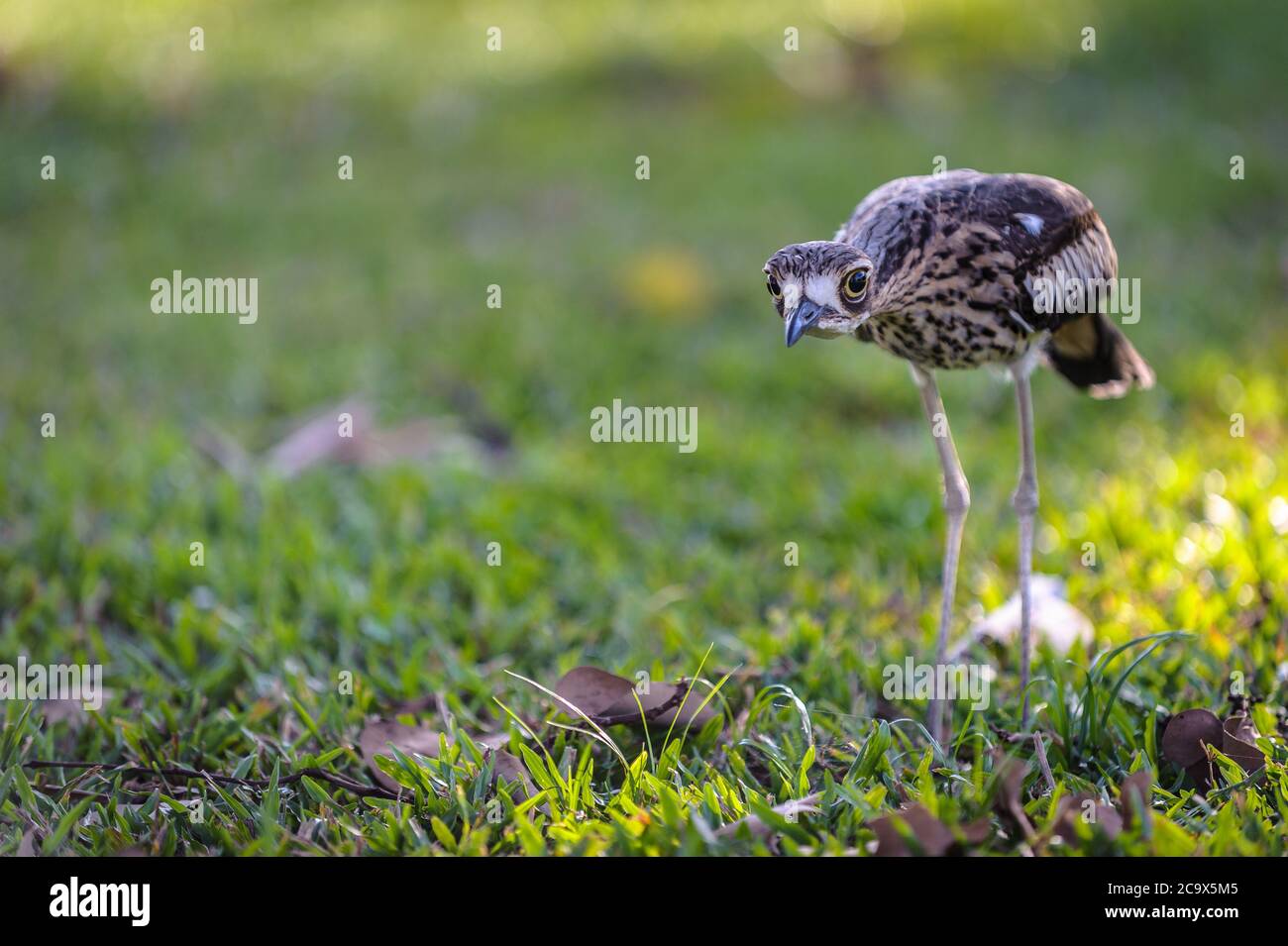 An adult bush stone-curlew in the dappled light crouches on guard ...