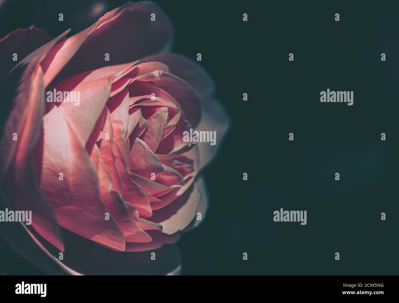 Beautiful Rose on Vintage style; nature background Stock Photo - Alamy